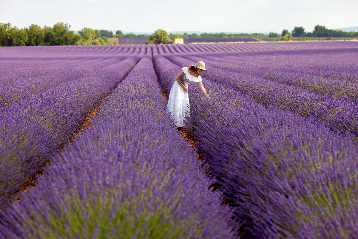 Lavender - The Most Versatile Oil of All – Selah Essential Oils