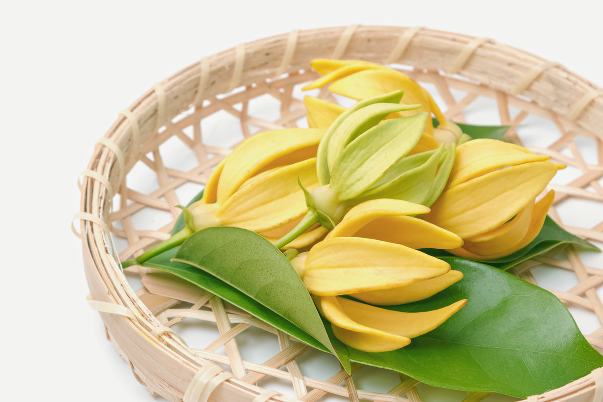 Ylang Ylang – Selah Essential Oils